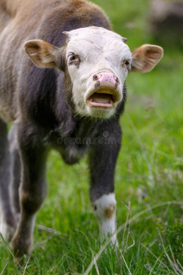 Cow Mooing stock photo. Image of calf, mother, india - 94032214