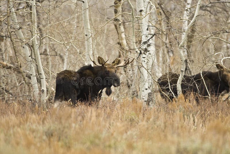 Young Bull Moose stock image. Image of foothills, moose - 7280689