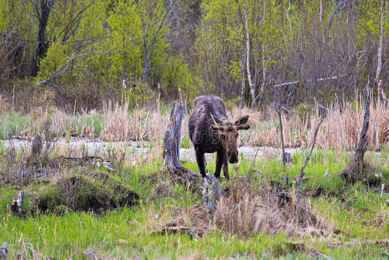 A Young Bull Moose in Spring Eating Stock Photo - Image of mammal ...
