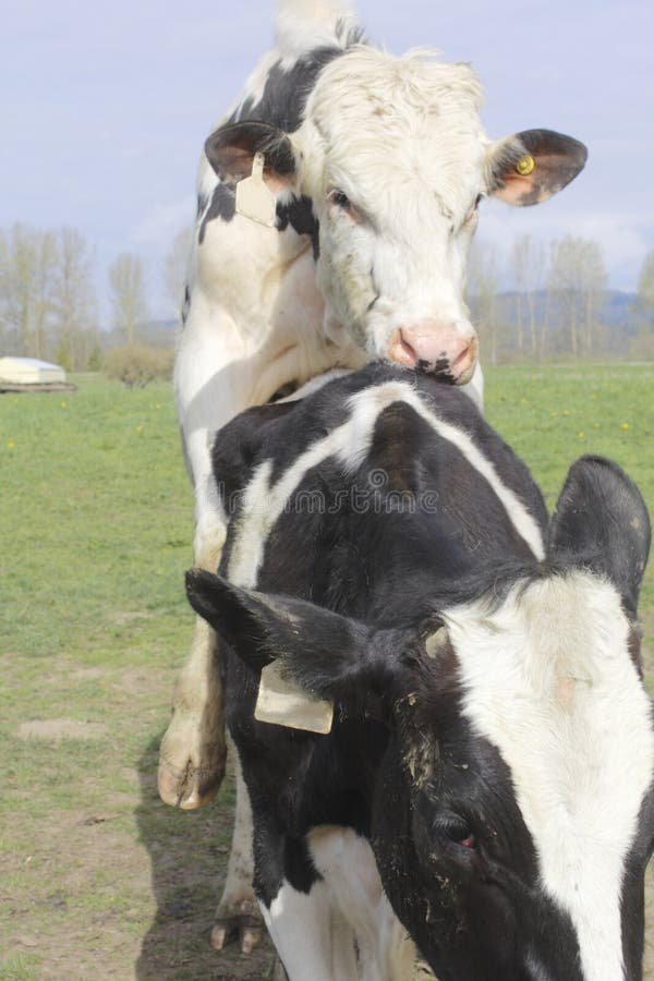 Young Bull Mounts Dairy Cow Stock Image - Image of bull, mounting: 30207941