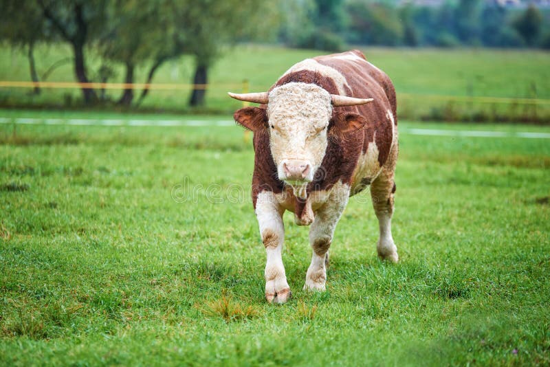 Bull in pasture stock photo. Image of country, brown - 62468272