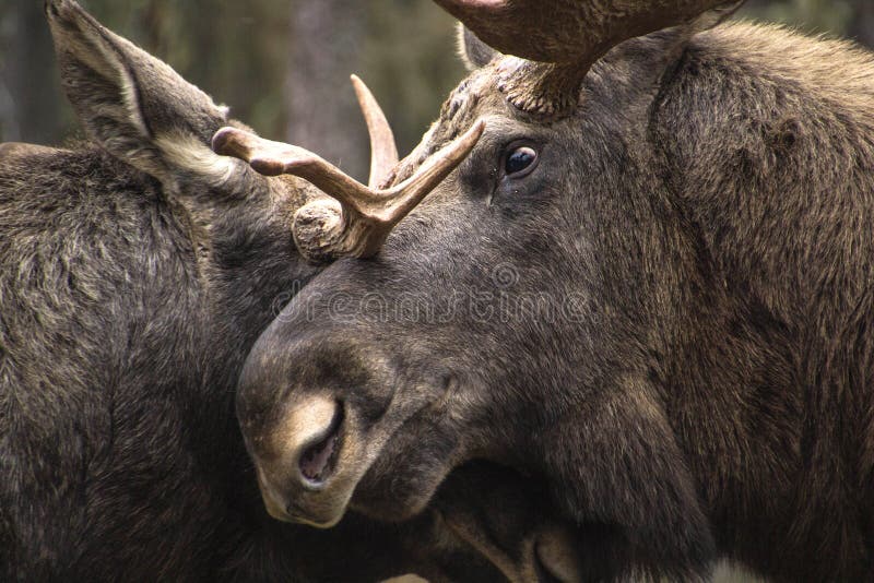 Playing moose stock image. Image of young, playing, bull - 109680565