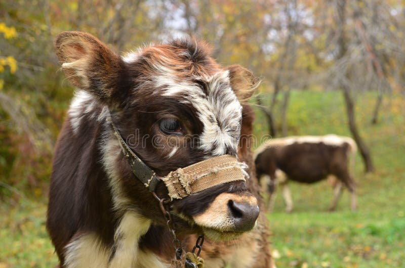 Young bull stock photo. Image of portrait, hair, country - 85905484