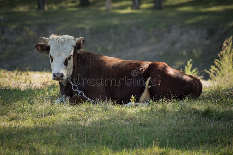 Young bull stock photo. Image of brown, bell, calf, male - 100948348