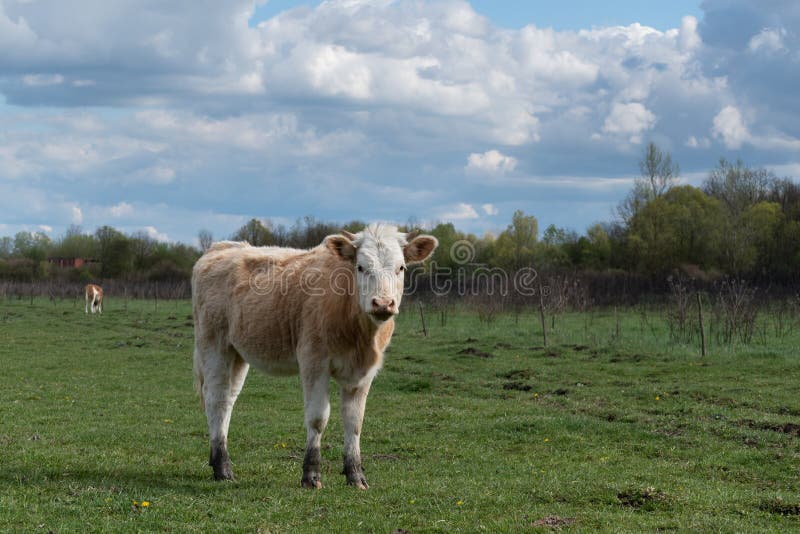 Young Bull Stand in Pasture and Stare Toward Camera on Cloudy Day Front ...
