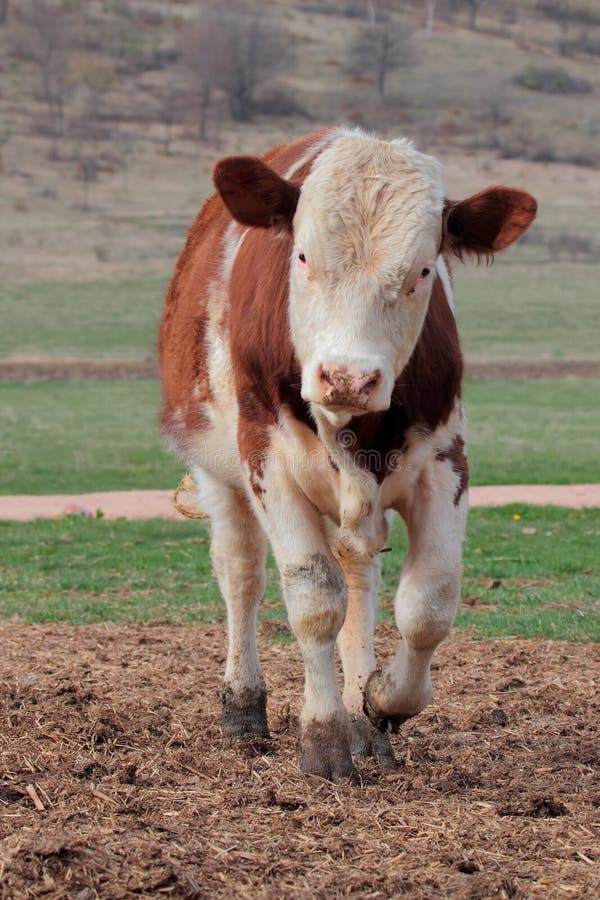 Young Bull. stock image. Image of summer, animal, outdoors - 39819273