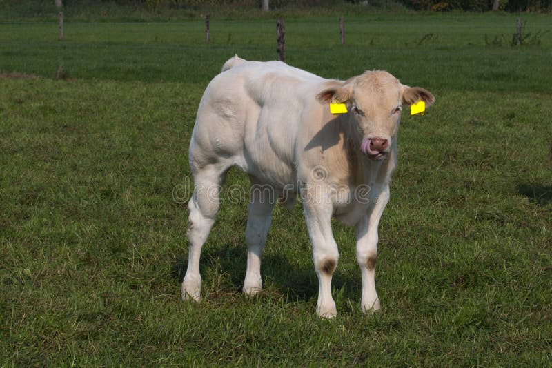Young bull stock image. Image of animal, field, tongue - 61029285