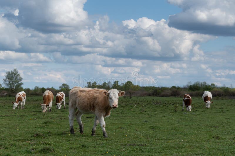Young Bull Walks in Field on Cloudy Day Stock Image - Image of europe ...