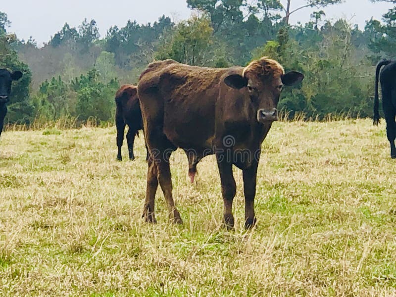 Bull eyes stock image. Image of eyes, green, grass, young - 140159357