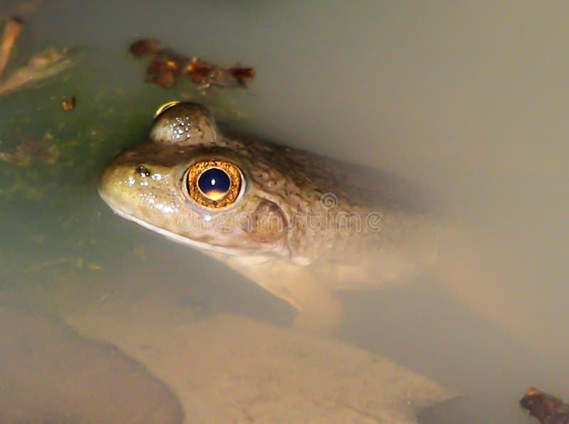 Young bullfrog in a pond stock image. Image of macro - 121481311