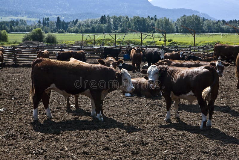 Young bulls stock photo. Image of animals, animal, caution - 13047598