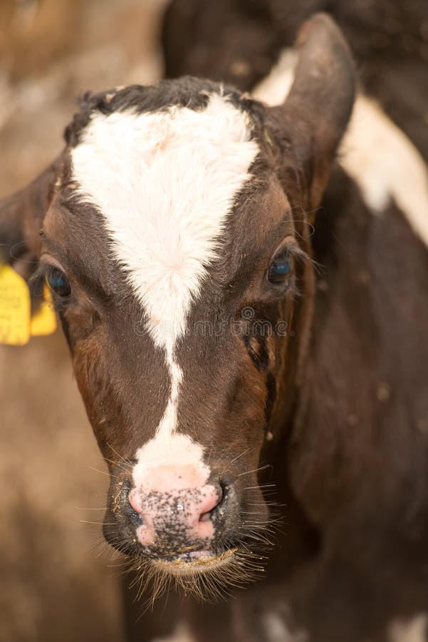 345 Bull Nose Ring Photos - Free & Royalty-Free Stock Photos from ...