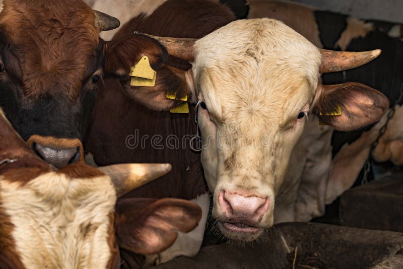 Young bulls stock photo. Image of beef, cattle, family - 58695430
