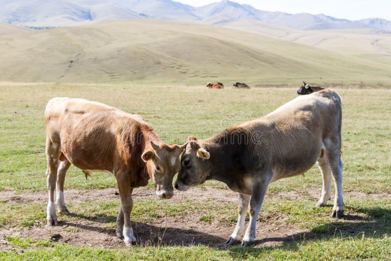 Young Bulls Horns Scratching Stock Photo - Image of animal, farm: 78496530