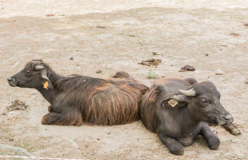 Young Bull Mounts Cow Stock Photos - Free & Royalty-Free Stock Photos ...