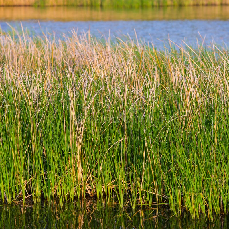 Young Bulrush in the Ukrainian River. Stock Image - Image of plant ...