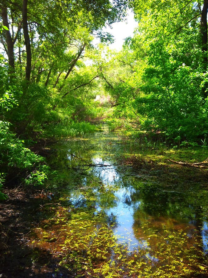 The Bulrush on the River Bank Stock Image - Image of holiday, summer ...