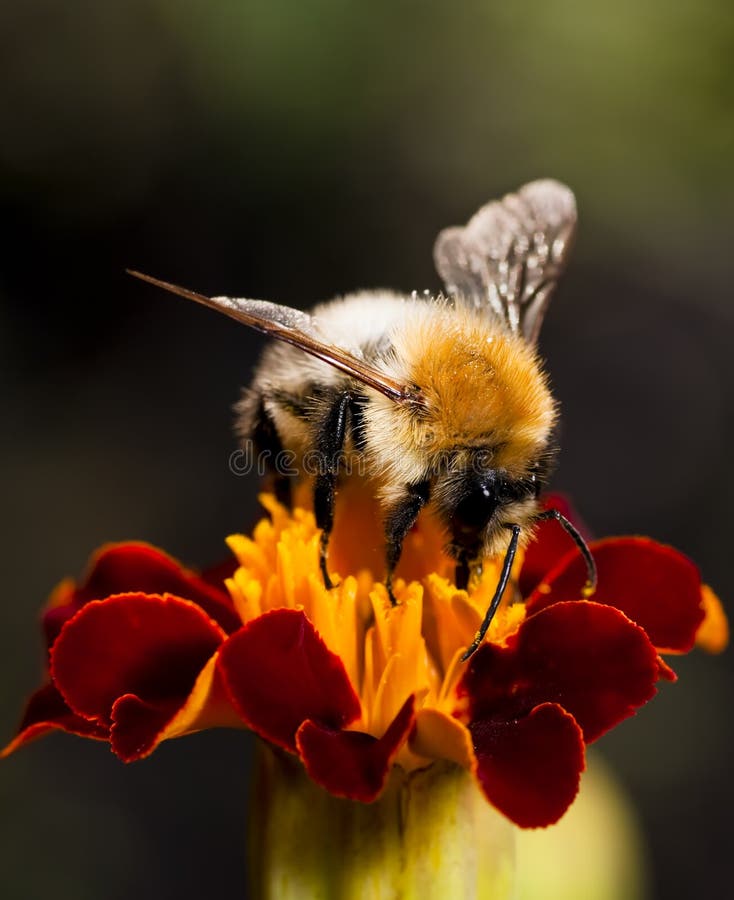Young bumblebee at work stock image. Image of nature - 14314765