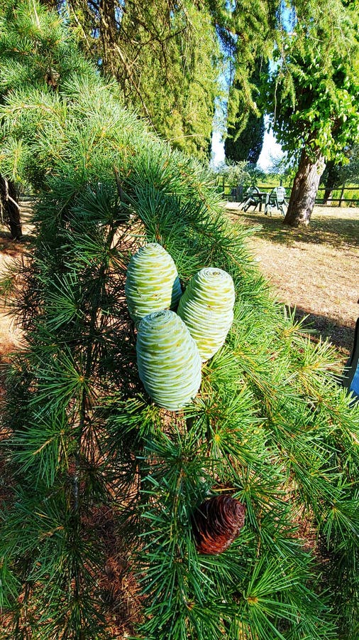 A young bump stock image. Image of plant, produce, spruce - 189783415