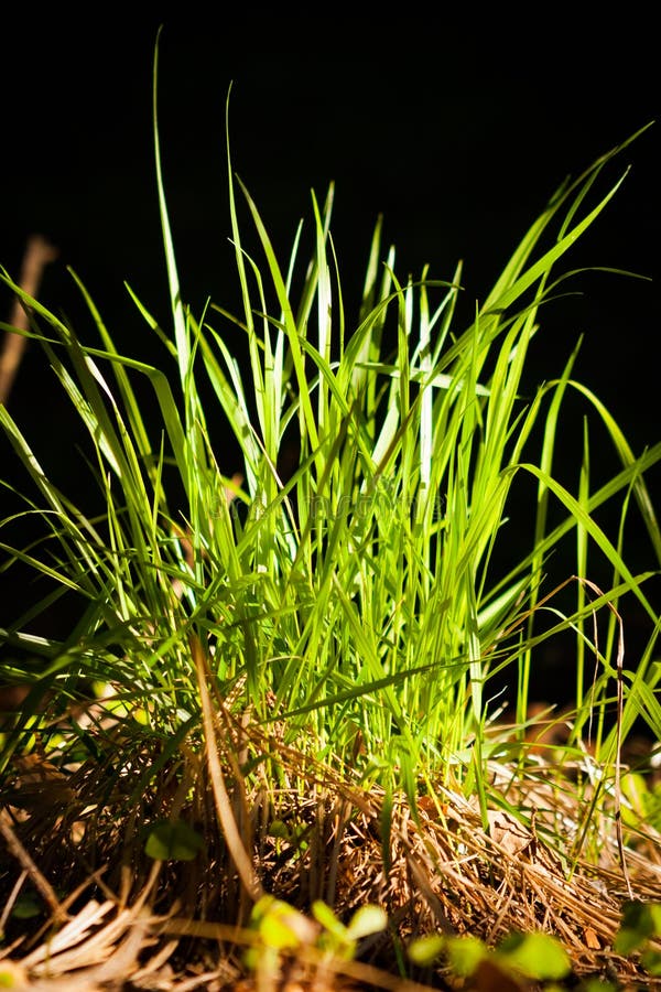 Young Bunch of Grass in Spring Forest. Stock Image - Image of fresh ...