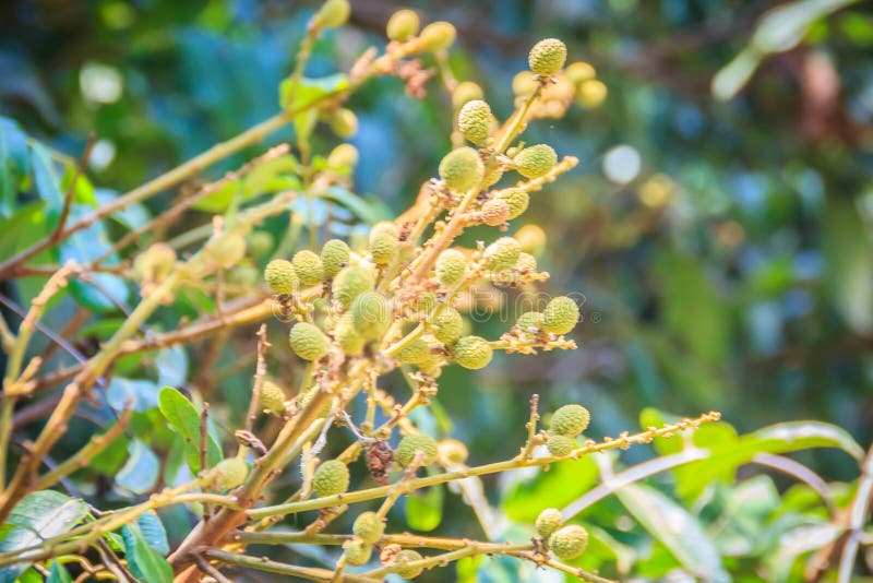 Young Bunch of Longan on Tree. Green Small Longan Fruit on the Stock ...