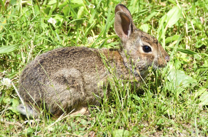 Young Bunny stock photo. Image of cotton, young, eastern - 95699062