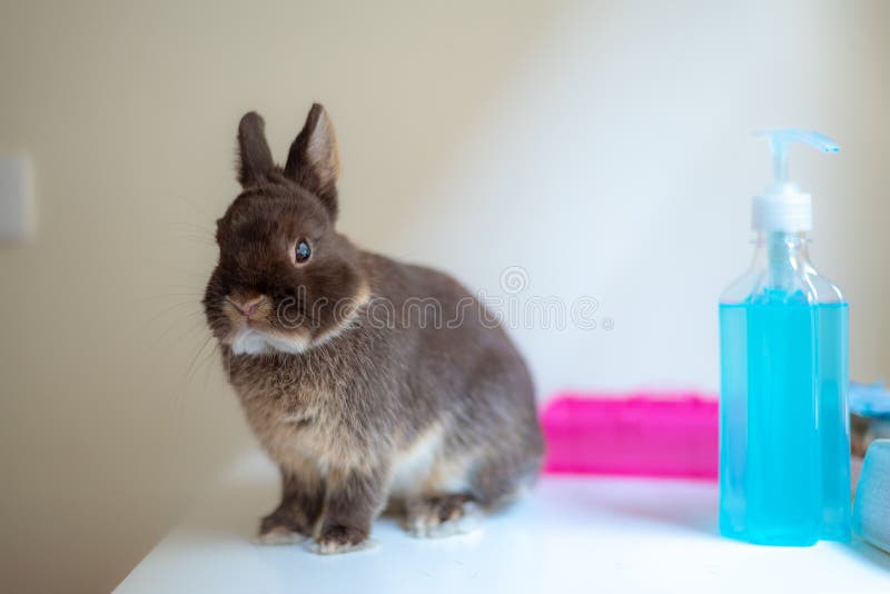 Bunny Rabbit in Scientific Lab Stock Image - Image of cony, care: 145502789