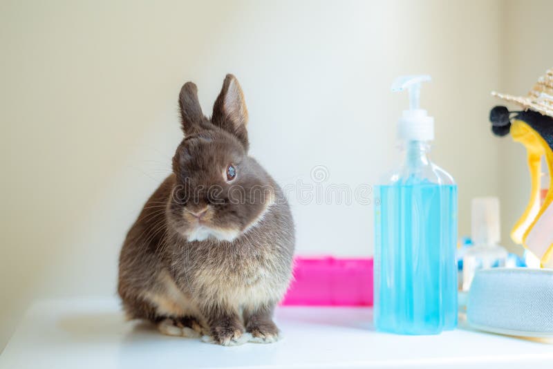 Bunny Rabbit in Scientific Lab Stock Image - Image of cony, medicine ...