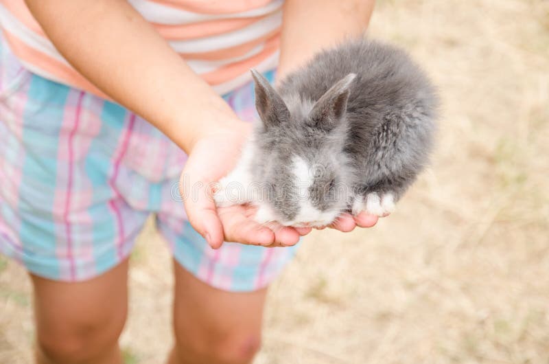 Young Bunny Rabbit in Hands Stock Image - Image of child, bunny: 57112865