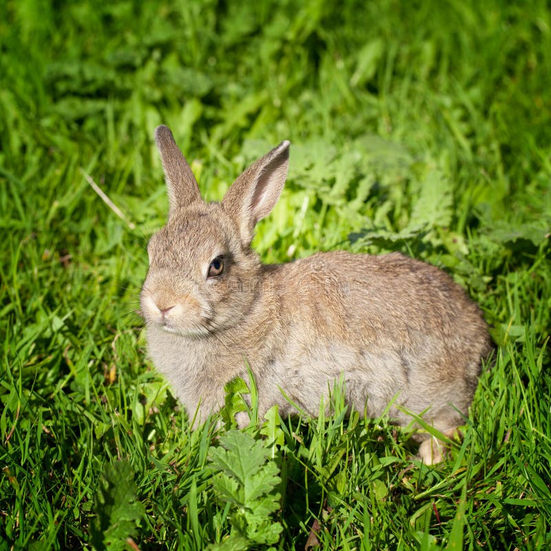 Young Bunny Rabbit Looking through the Green Grass Stock Photo - Image ...
