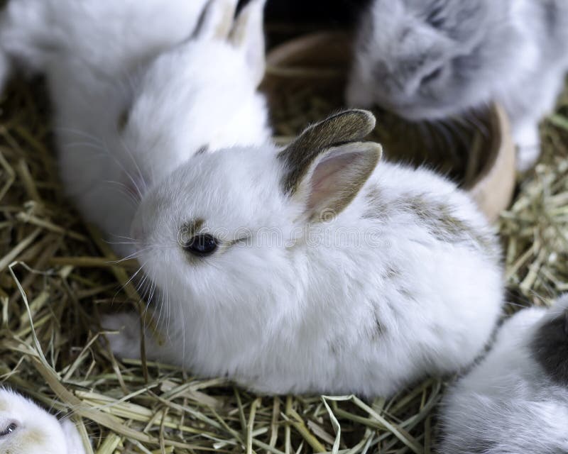 Young Bunny Rabbits stock image. Image of birth, buck - 46665813