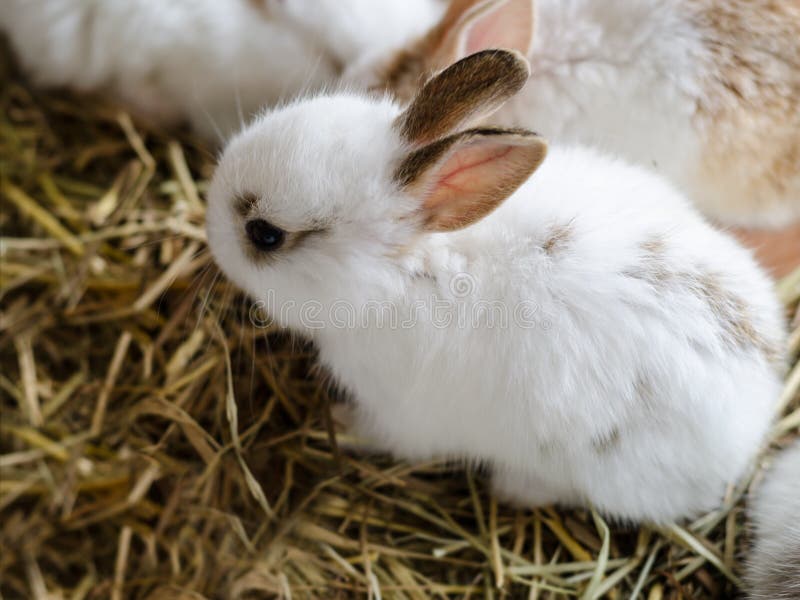 Young Bunny Rabbits in Farm Stock Image - Image of female, animal ...