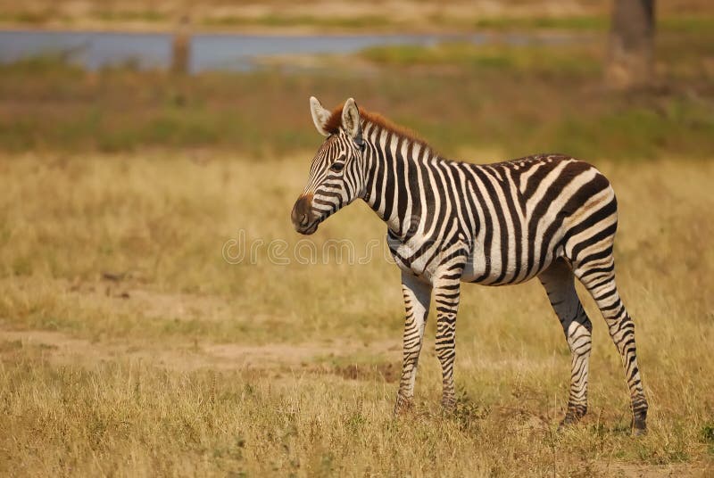 Young Burchell S Zebras (Equus Burchellii) Stock Photo - Image of ...