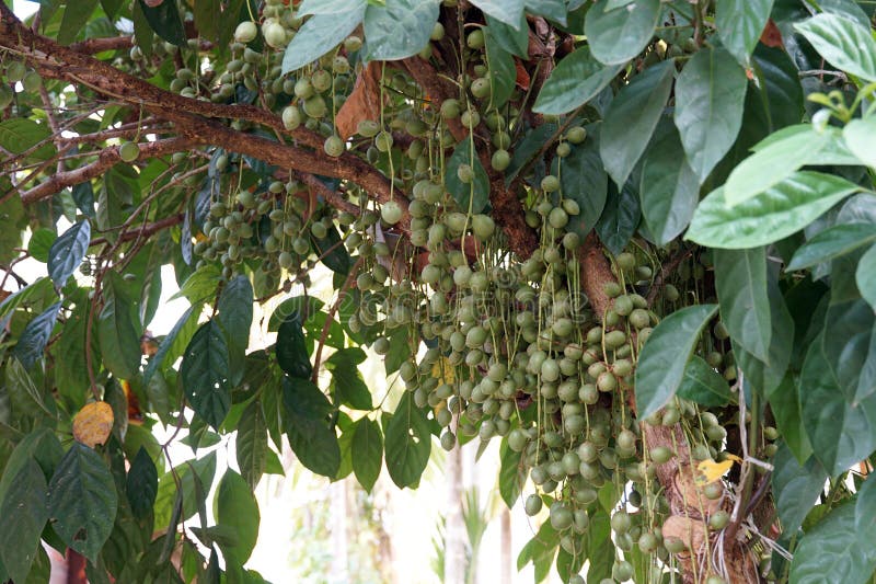 Young Burmese Grape Clusters Hang All Over the Tree. Stock Photo ...
