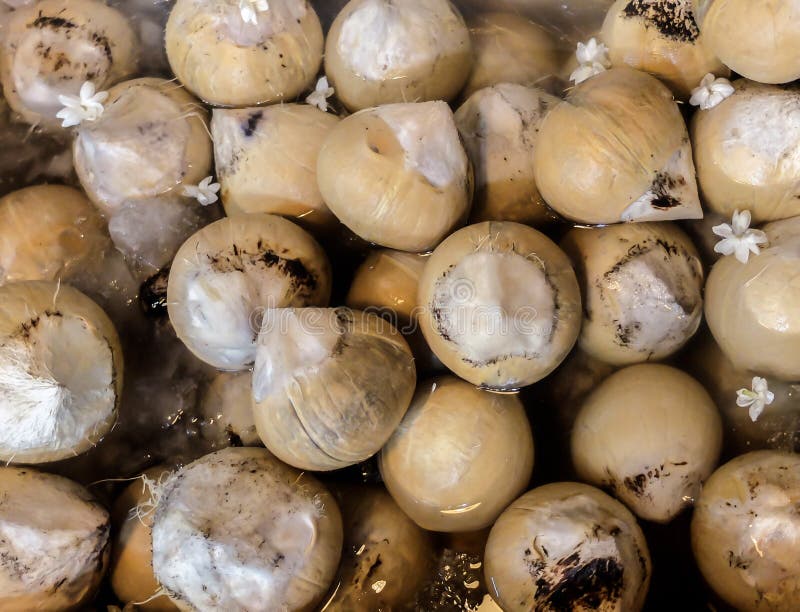 409 Coconut Bucket Stock Photos - Free & Royalty-Free Stock Photos from ...