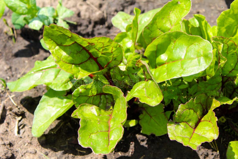 Young Bush of Beetroot in the Green Garden Stock Photo - Image of bush ...