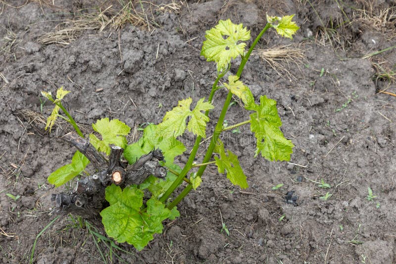 Young Bush of Grape in the Garden. Stock Photo - Image of leaf ...