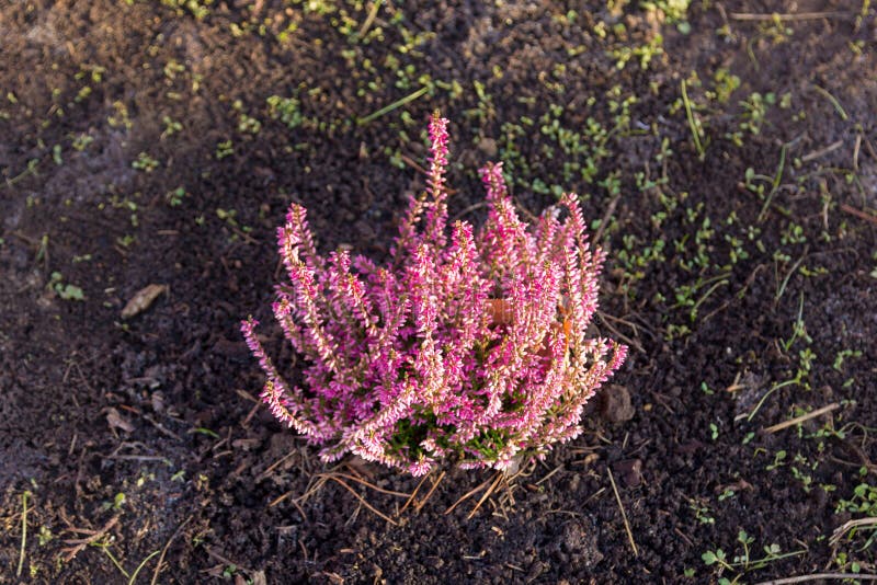 Young Bush of Heather on Bare Ground Stock Photo - Image of natural ...