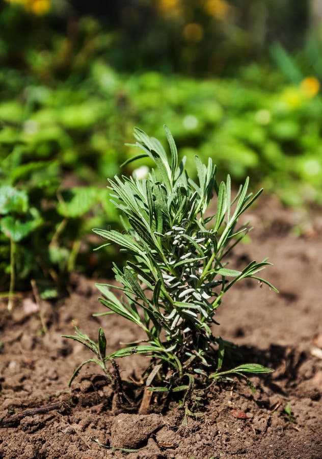 Young Bush of Lavender in the Earth, Daylight, Spring, Garden Stock ...