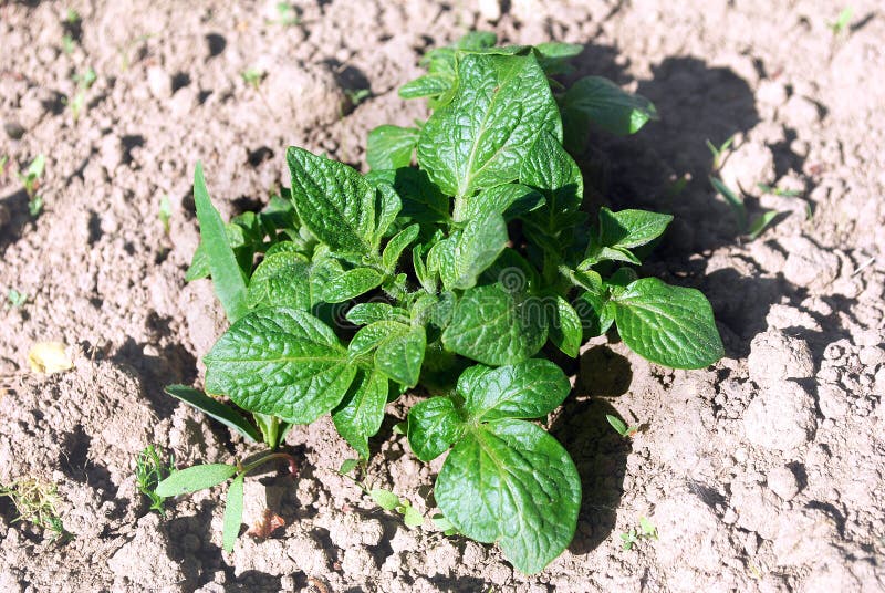 Bush Potato Plant in a Farm Bed Stock Image - Image of agriculture ...