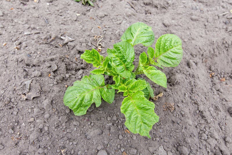 Young bush potatoes stock image. Image of cultivate, fresh - 88041561