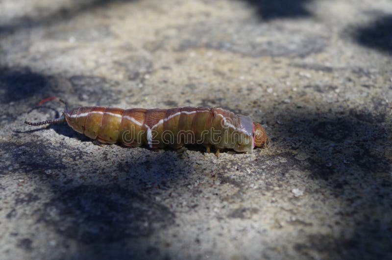 Young butterfly or bug stock image. Image of unique - 170513019