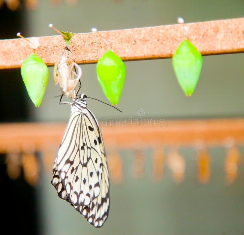 Young Butterfly Drying on Its Chrysalis Stock Image - Image of garden ...