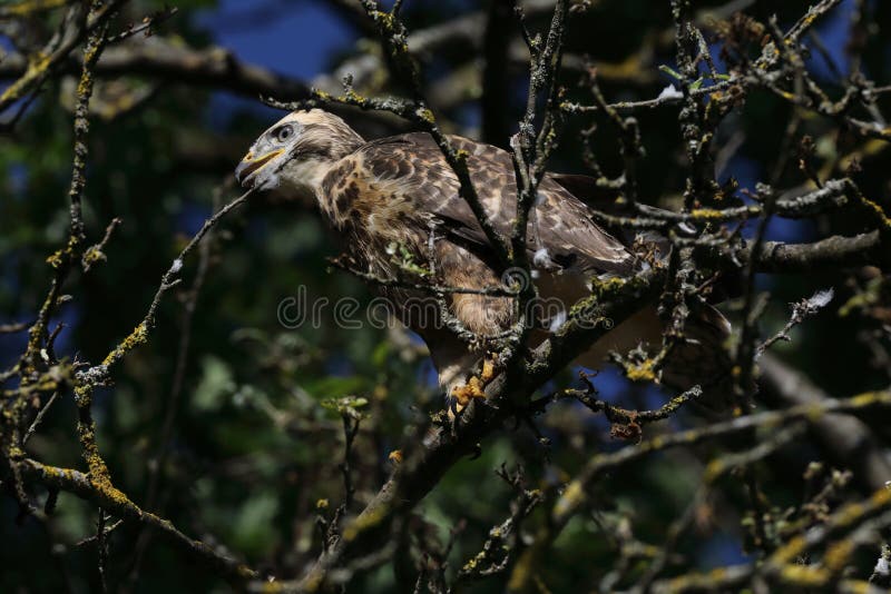 Young Buzzard Common Buzzard (Buteo Buteo) Germany Stock Photo - Image ...