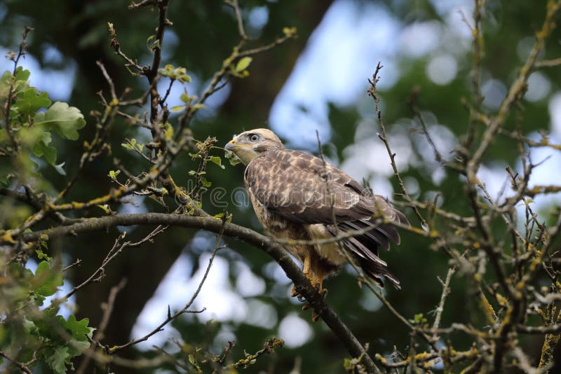 Young Buzzard Common Buzzard (Buteo Buteo) Germany Stock Image - Image ...
