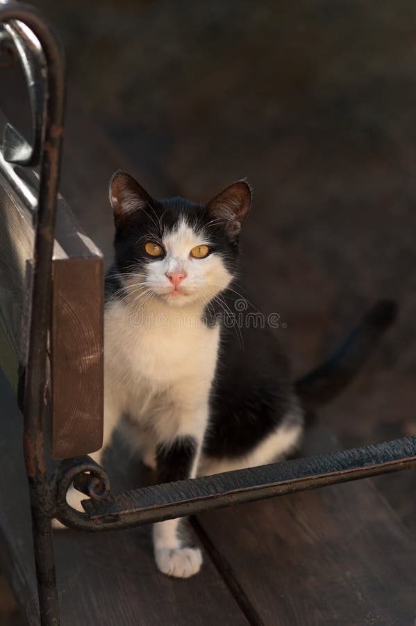 A Short-haired Two-color Cat with a Smart Look at the Viewer Stock ...