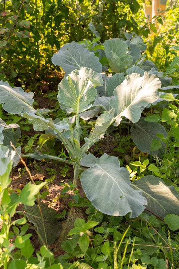 Young Cabbage Bush Growing in the Garden Stock Image - Image of outdoor ...