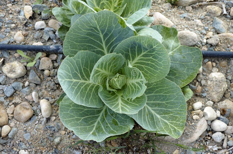 Young cabbage stock image. Image of growth, green, field - 61137307