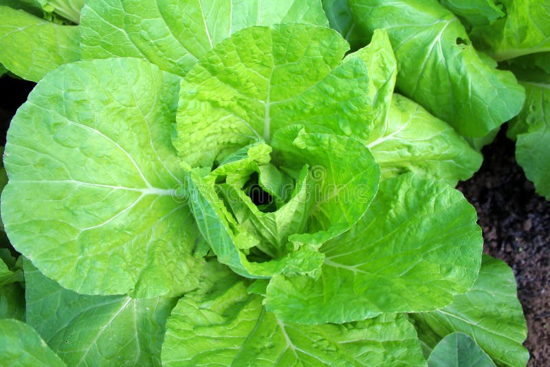 Cabbage in the garden. stock photo. Image of field, garden - 150645594