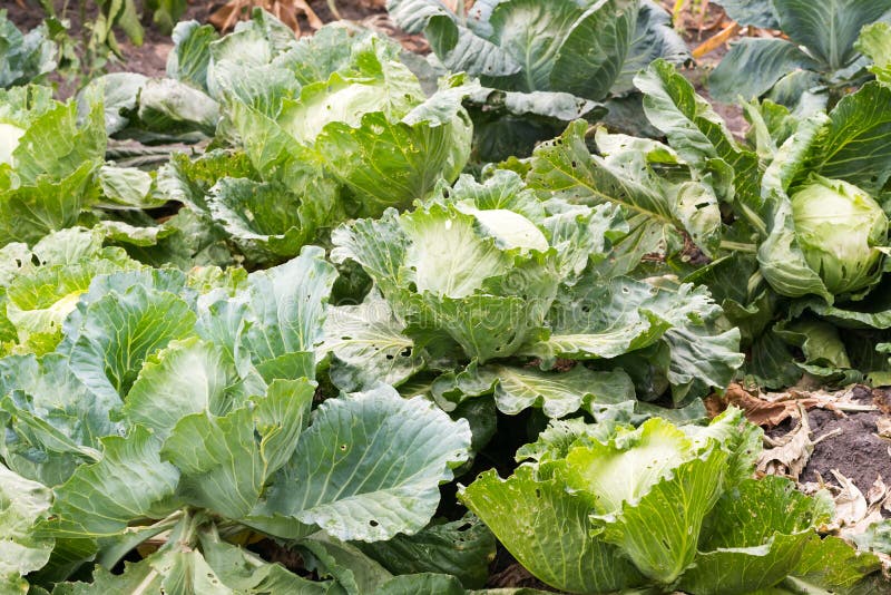 Young Cabbage in the Garden Stock Photo - Image of growing, green ...